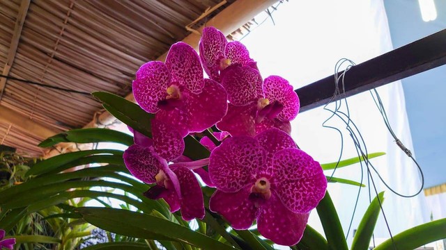 Penggemar Anggrek Makin Besar, Jenis Vanda dan Bulan Paling Digandrungi ...