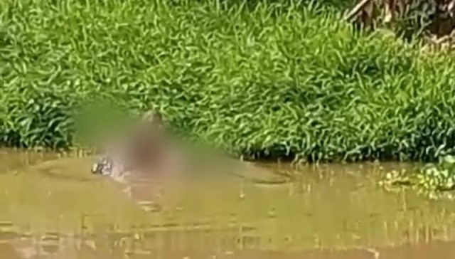 Warga Kolaka Timur Diterkam Buaya Saat Menangkap Ikan di Sungai, Korban ... Warga Kolaka Timur Diterkam Buaya Saat Menangkap Ikan di Sungai, Korban ...