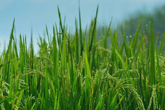 7 Manfaat Flora dan Fauna untuk Kesejahteraan Umat Manusia | kumparan.com