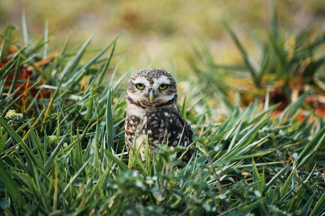 6 Manfaat Flora dan Fauna bagi Kehidupan Manusia | kumparan.com