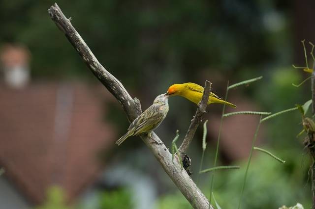 6 Makanan Burung Kenari Gloster yang Baik untuk Kesehatan | kumparan.com
