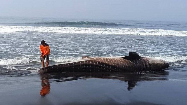 Lagi-lagi, Hiu Tutul Terdampar di Pantai di Kulon Progo | kumparan.com