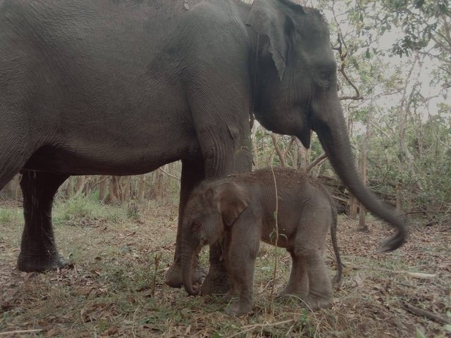 Bayi Gajah Sumatera Kembali Lahir di Taman Nasional Way Kambas, Lampung | kumparan.com
