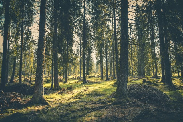 Daya Tarik Pineus Forest View Tasikmalaya dan Info Penting Lainnya ...
