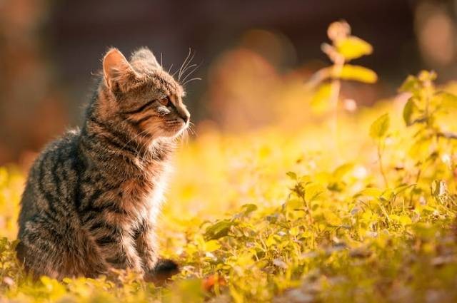 11 Kucing Jantan Korea yang Unik dan Bermakna Menarik | kumparan.com