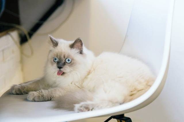 9 Ciri-ciri Kucing Ragdoll yang Terkenal Aktif dan Manja | kumparan.com