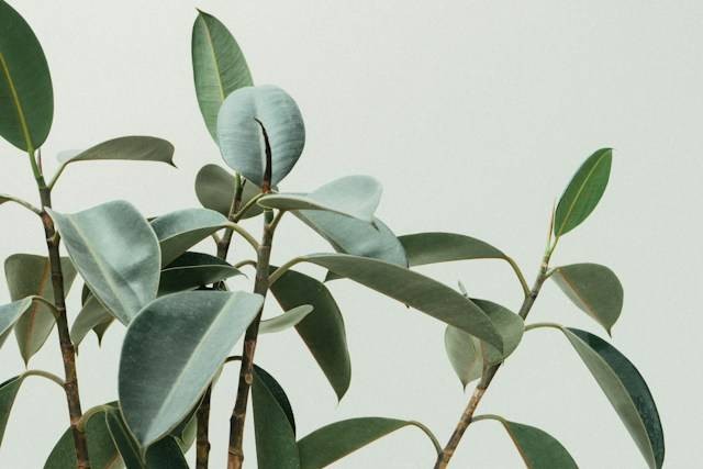 5 Cara Mengatasi Tanaman Layu agar Kembali Segar dengan Langkah Jitu ...