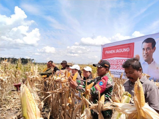 Food Estate Gunung Mas Disebut Gagal, Mentan Panen Jagung 6,5 Ton per Hektar | kumparan.com