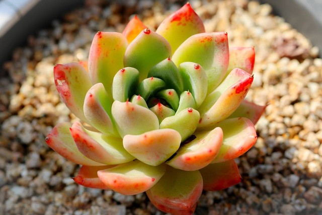 8 Tanaman yang Awet Tanpa Disiram Secara Rutin | kumparan.com