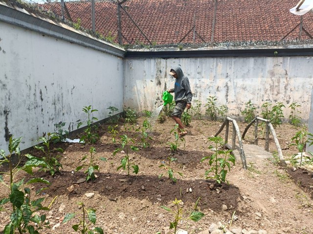 Narapidana Lapas Magelang Berdaya dengan Perawatan Tanaman | kumparan.com Narapidana Lapas Magelang Berdaya dengan Perawatan Tanaman | kumparan.com