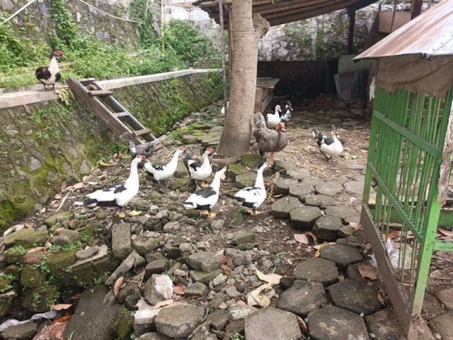 Narapidana Lapas Magelang Terlibat dalam Ternak Ayam dan Menthok ... Narapidana Lapas Magelang Terlibat dalam Ternak Ayam dan Menthok ...