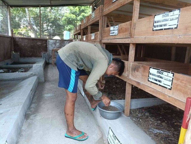 Berkarya Lewat Budidaya Maggot: Peran Narapidana di Lapas Magelang ...