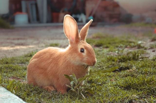 9 Jenis Kelinci yang Menggemaskan untuk Dipelihara di Rumah | kumparan.com