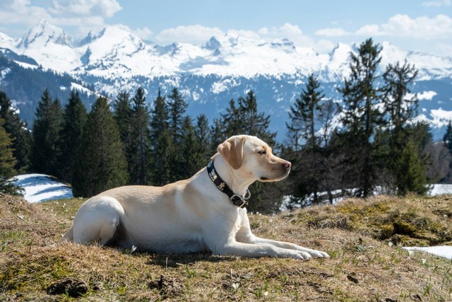 8 Karakteristik Anjing Labrador dan Tips Merawatnya | kumparan.com