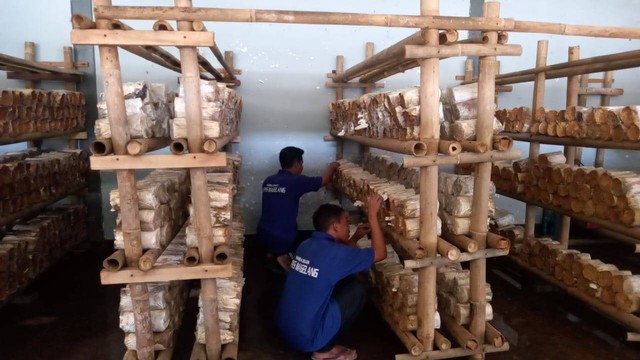 Narapidana Lapas Magelang Aktif Memelihara Lingkungan Tempat Budidaya Jamur | kumparan.com