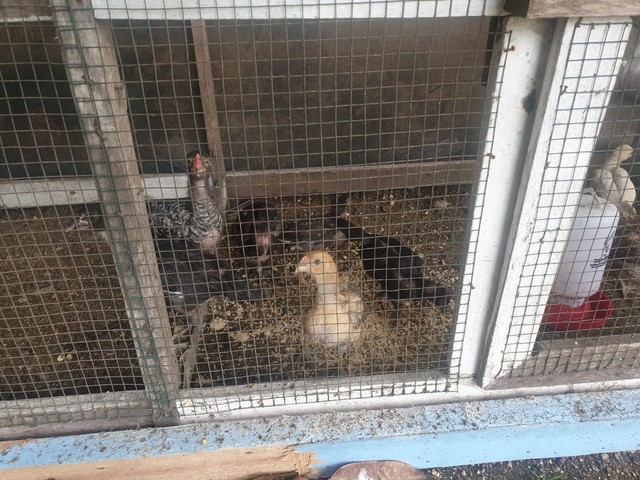 Komitmen Konsisten: Narapidana Lapas Magelang Setiap Hari Merawat Ayam ... Komitmen Konsisten: Narapidana Lapas Magelang Setiap Hari Merawat Ayam ...