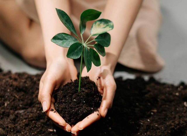 5 Cara Membuat Media Tanam Organik yang Mudah dan Tepat | kumparan.com