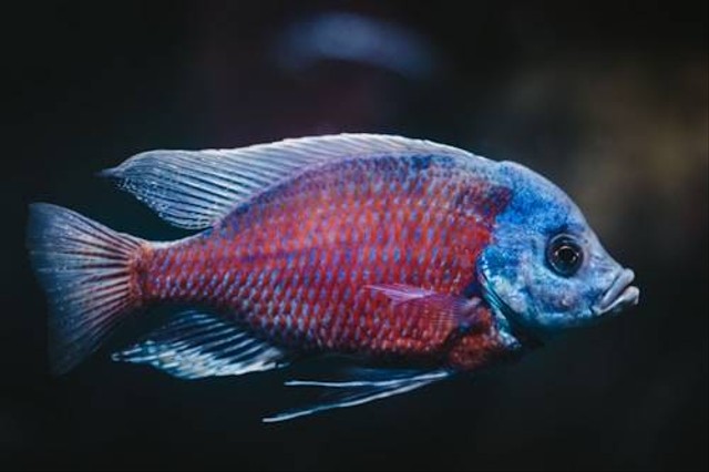 Apakah Ikan Louhan Bisa Hidup Tanpa Aerator? Ini Jawabannya | kumparan.com