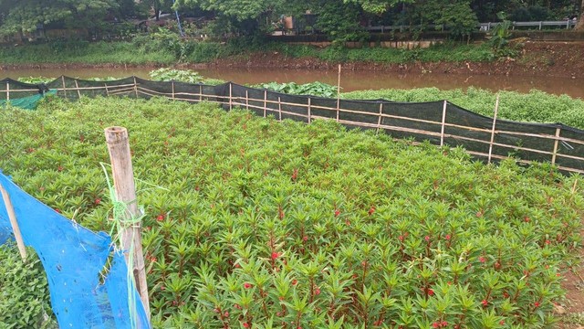 Melihat Petani Kembang Pihong di Jakarta: Bunga untuk Orang Mati ...