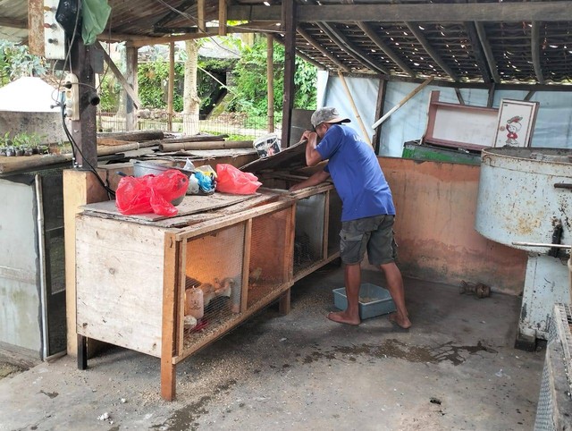 Narapidana Lapas Magelang Bersama: Terlibat dalam Pembinaan Peternakan ... Narapidana Lapas Magelang Bersama: Terlibat dalam Pembinaan Peternakan ...
