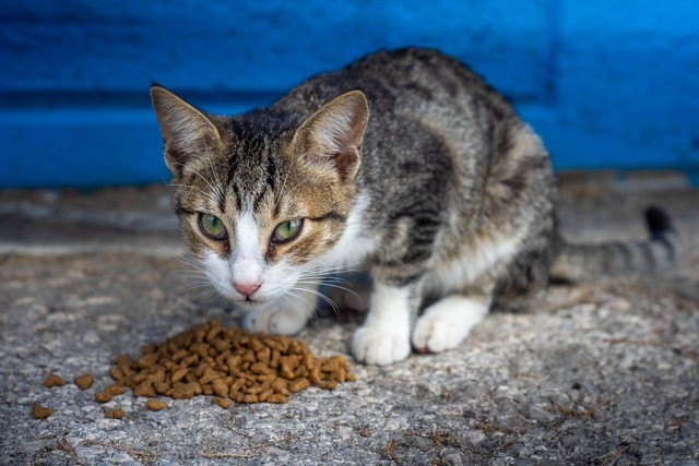 7 Cara Memilih Makanan Kucing yang Tepat untuk Pemula | kumparan.com