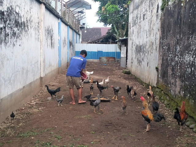 Inovasi Pemasyarakatan: Peternakan Narapidana Lapas Magelang Cetak ... Inovasi Pemasyarakatan: Peternakan Narapidana Lapas Magelang Cetak ...