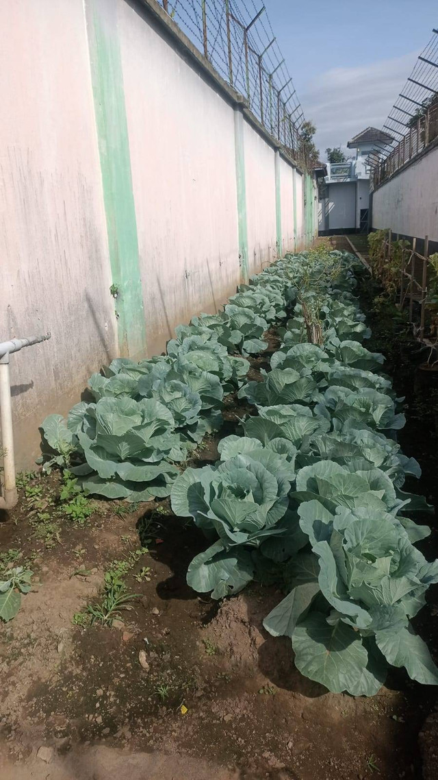 Membajak Lahan: Kisah Sukses Pertanian Narapidana di Lapas Magelang ... Membajak Lahan: Kisah Sukses Pertanian Narapidana di Lapas Magelang ...