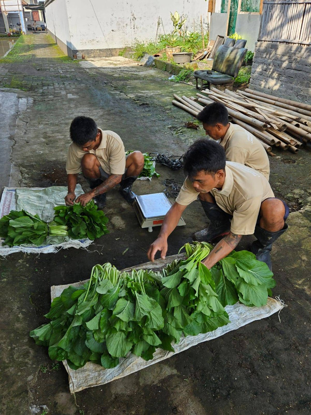 Rehabilitasi Lewat Pertanian: Narapidana Lapas Magelang Banggakan Panen ... Rehabilitasi Lewat Pertanian: Narapidana Lapas Magelang Banggakan Panen ...