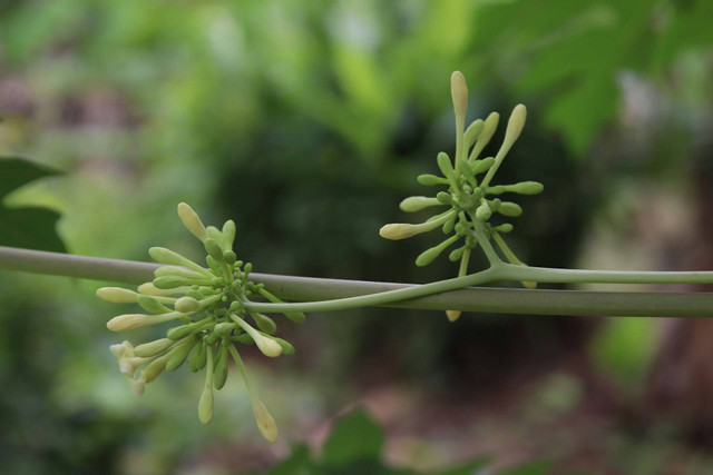 4 Bunga yang Bisa Dimakan dan Manfaatnya bagi Tubuh Manusia | kumparan.com