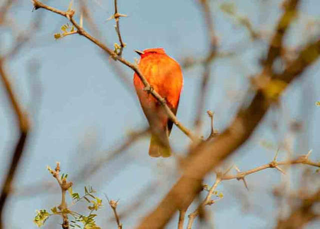 Panduan Perawatan Anis Merah yang Susah Ngeplong | kumparan.com