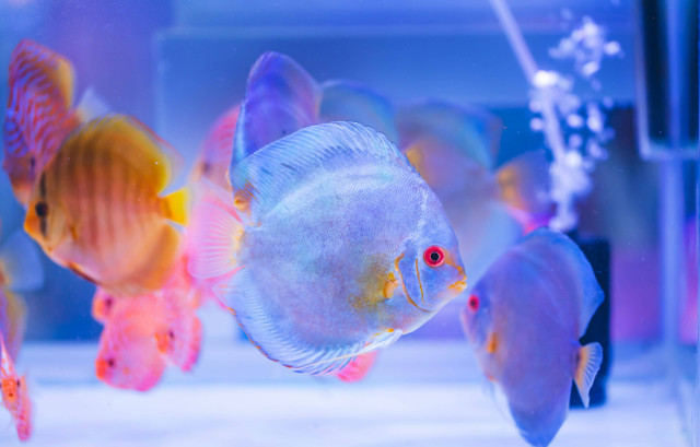 Cara Mengatasi Ikan Discus Tidak Mau Makan secara Efektif | kumparan.com