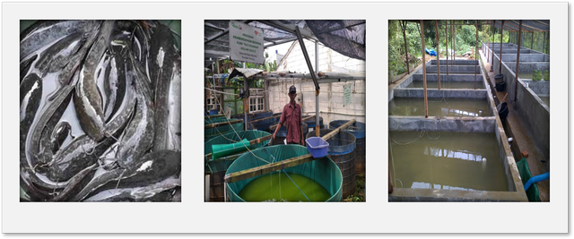 Diversifikasi Lele : Alternatif untuk Pembudidaya Lele | kumparan.com