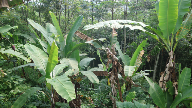 Kebun Endemik Jawa Barat Memiliki Keuntungan dan Manfaat | kumparan.com