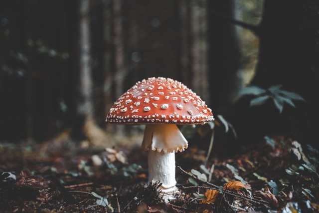 Ciri-Ciri Ascomycota, Pengertian, Contoh, dan Peranannya | kumparan.com