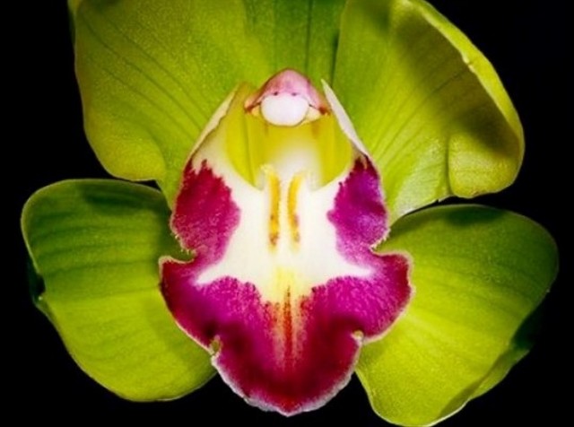 5 Bunga Termahal Sejagat, Ada yang Sampai Tembus Rp56 Miliar per ...