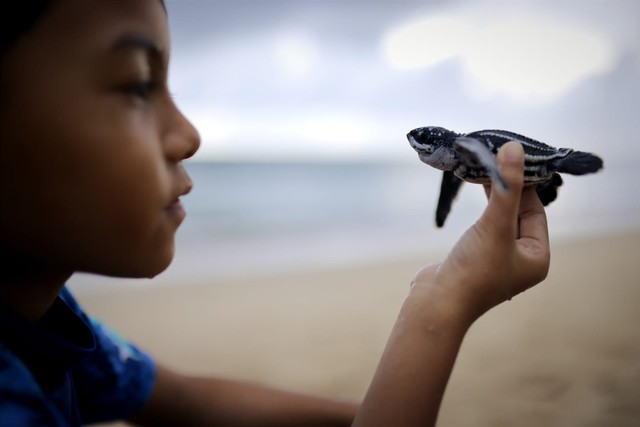 Foto: Pesona 100 Anak Penyu saat Dilepas ke Laut Lhoknga | kumparan.com Foto: Pesona 100 Anak Penyu saat Dilepas ke Laut Lhoknga | kumparan.com