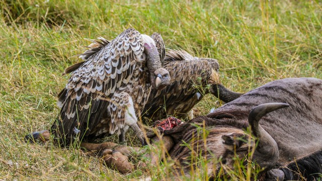 Burung Ini Bisa Terbang Paling Tinggi Capai Awan Teratas | kumparan.com