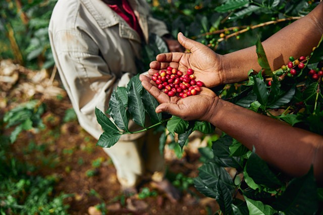 5 Contoh Agrikultur dan Non Agrikultur di Indonesia | kumparan.com