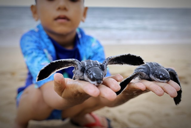 Foto: Pesona 100 Anak Penyu saat Dilepas ke Laut Lhoknga | kumparan.com Foto: Pesona 100 Anak Penyu saat Dilepas ke Laut Lhoknga | kumparan.com