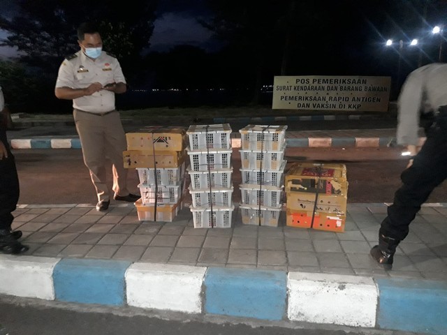 Ratusan Burung Kiriman dari Bali Mati di Solo, LSM Desak Pengawasan ... Ratusan Burung Kiriman dari Bali Mati di Solo, LSM Desak Pengawasan ...