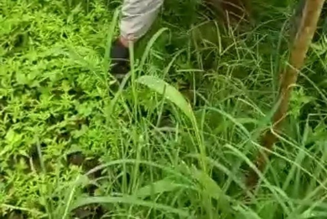 Ini Penampakan 20 Ribu Bibit Ganja di Aceh Utara yang Ditemukan Polda ...