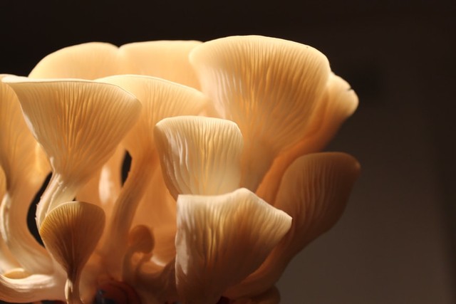 Pengertian Jamur Basidiomycota dan Ciri-cirinya | kumparan.com Pengertian Jamur Basidiomycota dan Ciri-cirinya | kumparan.com
