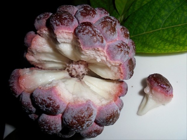 5 Manfaat Buah Nona untuk Kecantikan Kulit, Yuk Cari Tahu! | kumparan.com