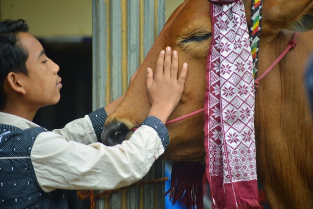 Esai Foto: Menjaga Eksistensi Pacu Jawi di Ranah Minang | kumparan.com