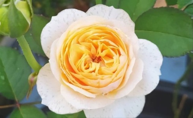 5 Bunga Termahal Sejagat, Ada yang Sampai Tembus Rp56 Miliar per ...