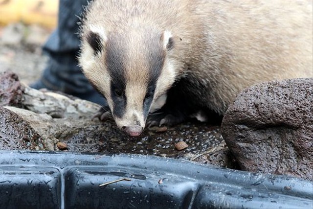 Mengenal Honey Badger, Hewan Mamalia yang Gemar Memakan Madu | kumparan.com