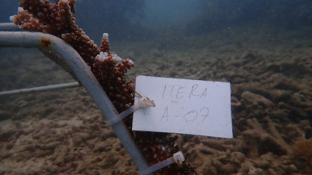 Pakai Metode Web Spider, Dosen Itera Lakukan Rehabilitasi Terumbu ...