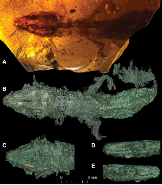 Kadal Spesies Baru Berusia 110 Juta Tahun Ditemukan Terjebak di Getah ...