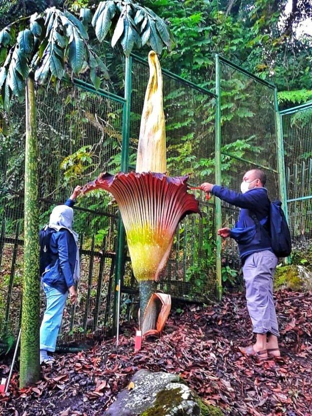 Bunga Bangkai dari Sulawesi Mekar di Kebun Raya Bogor | kumparan.com