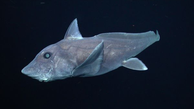 20 Hiu Paling Aneh Sedunia, Ada yang Mirip Babi hingga Godzilla ...